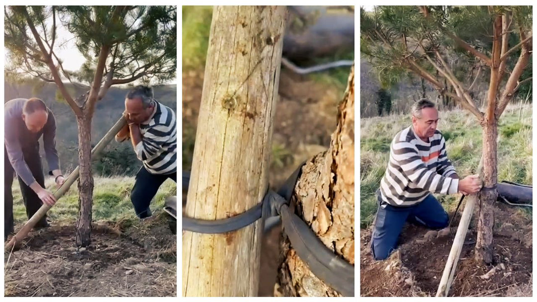 How to Properly Stake a Newly Planted Tree – New Wood Trees