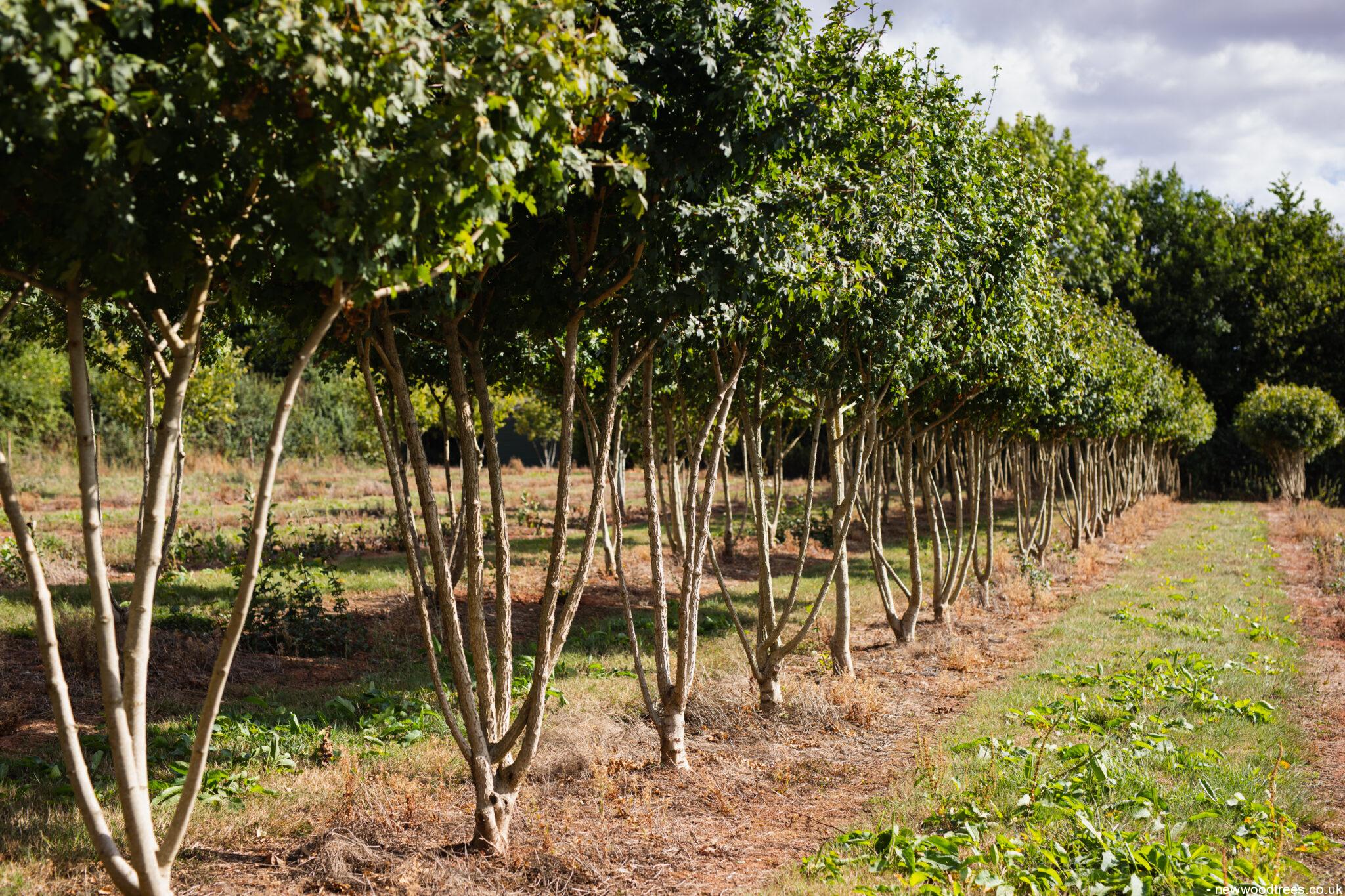 What Are the Benefits of Multi-Stem Trees? – New Wood Trees