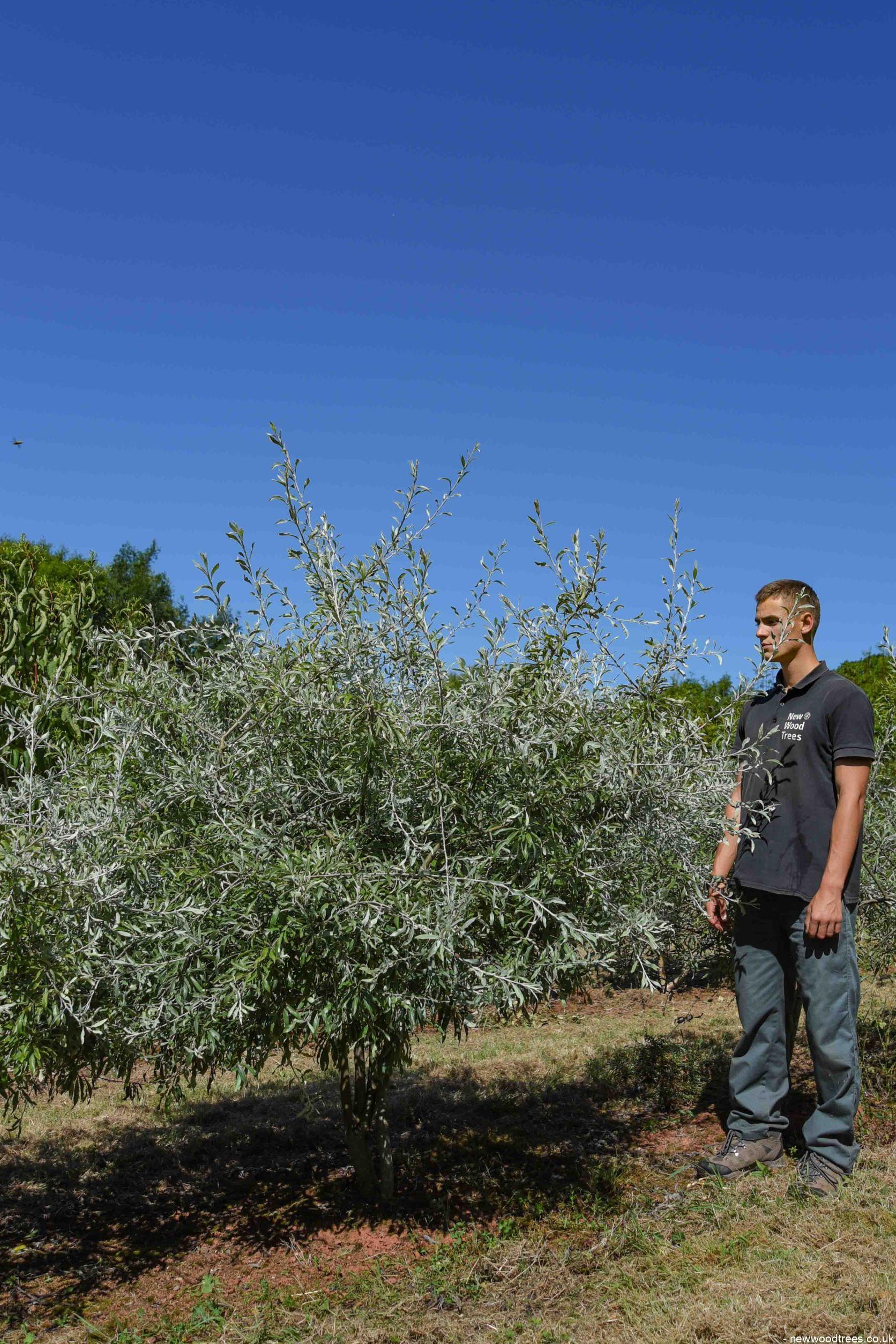 Trees With Character to Enhance Any Garden – New Wood Trees