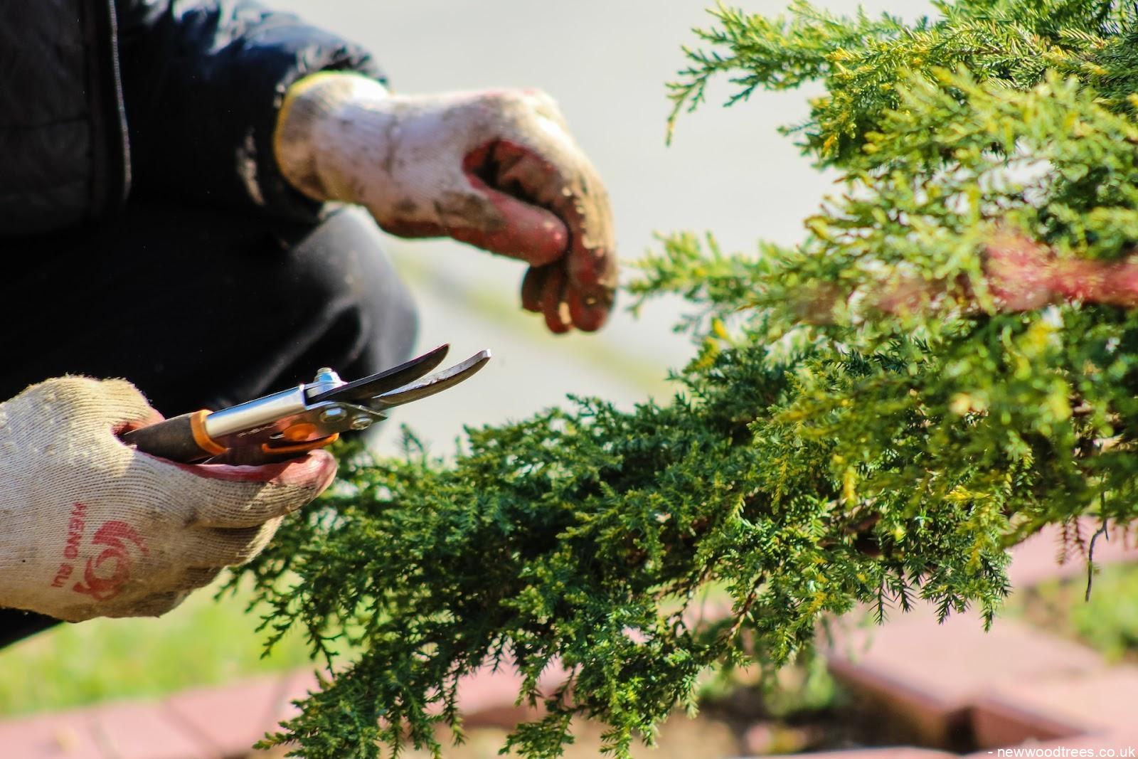 Preventing Angry Rubs on Your Multi-stem Trees – New Wood Trees