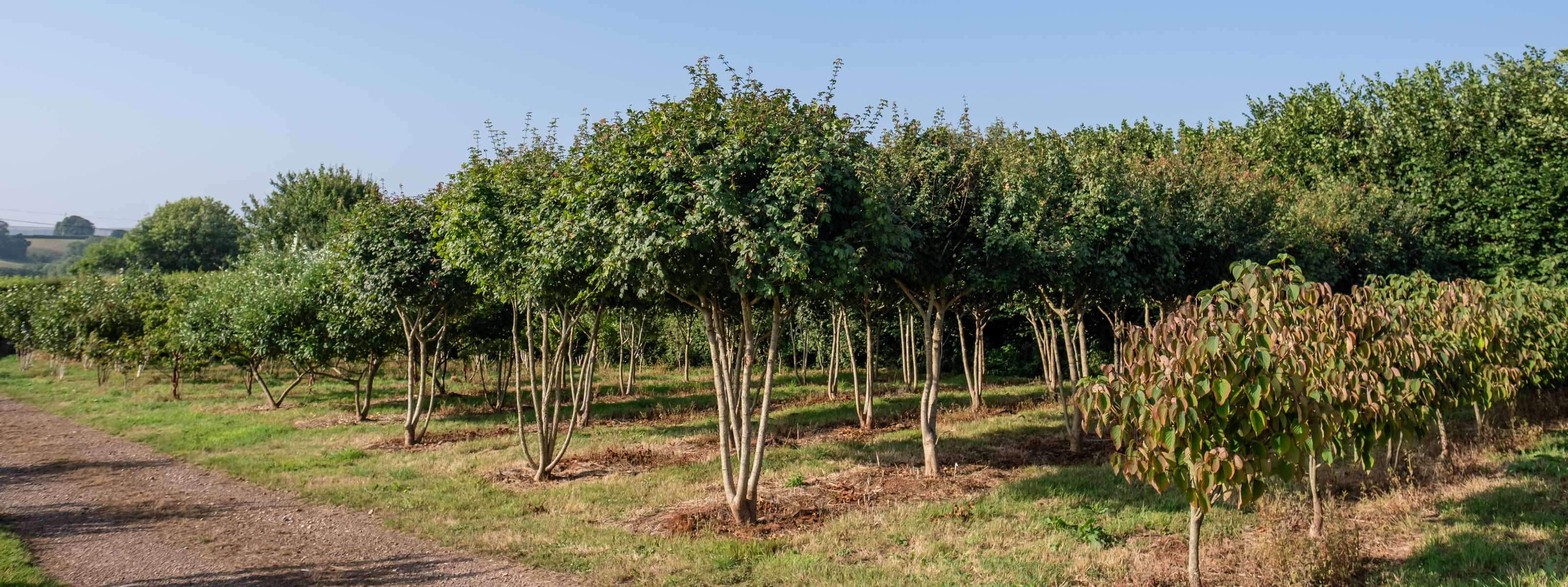 Multistem Archives %%page%% %%sep%% %%sitename%% – New Wood Trees