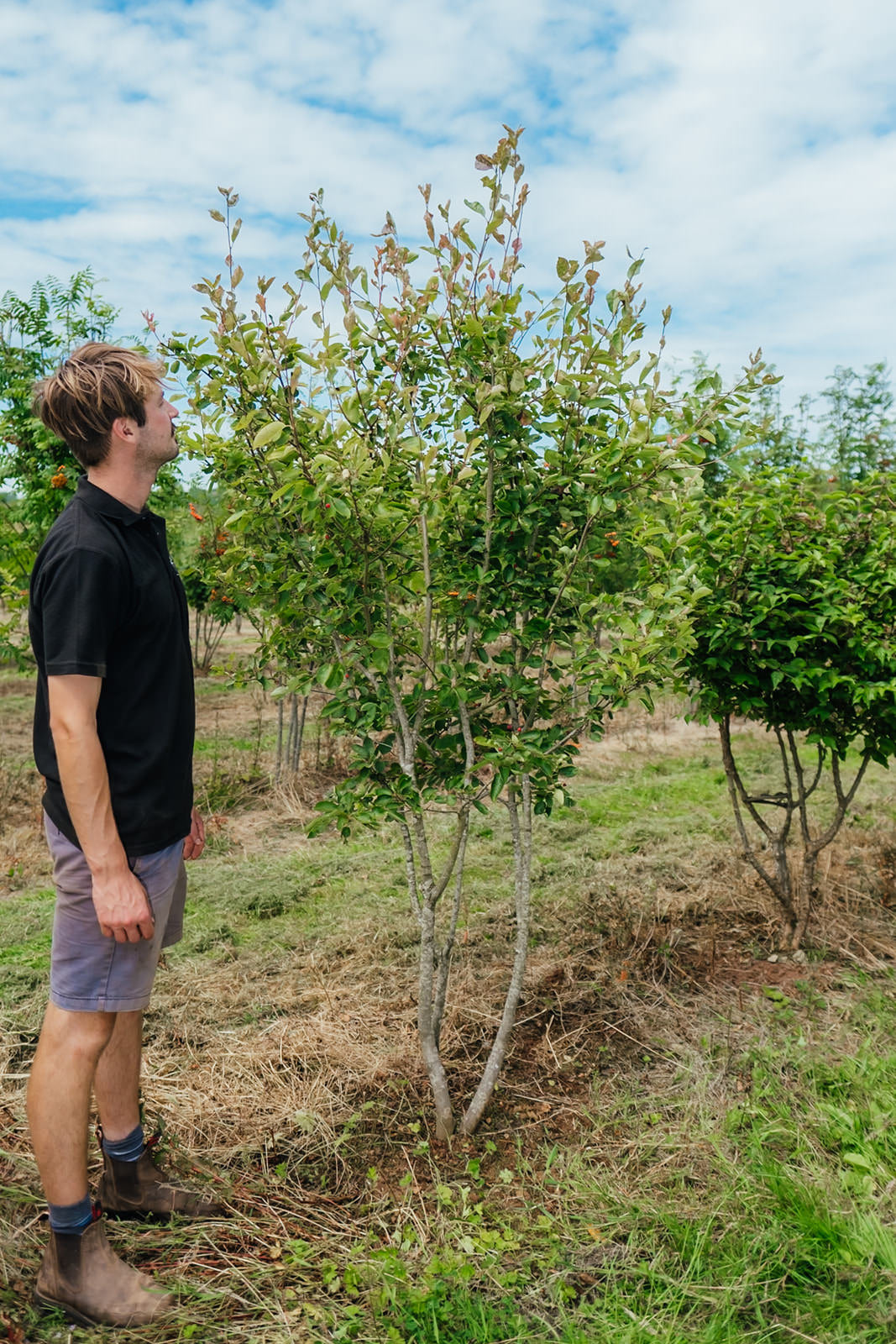 Amelanchier lamarckii - June Berry or Snowy Mespilus – New Wood Trees