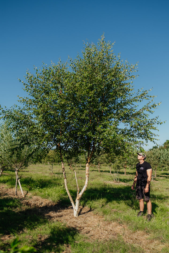 Betula nigra 'Black Star'- River Birch 'Black Star' – New Wood Trees