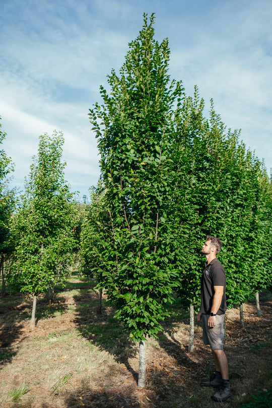 Carpinus betulus 'Lucas' - Lucas Hornbeam – New Wood Trees