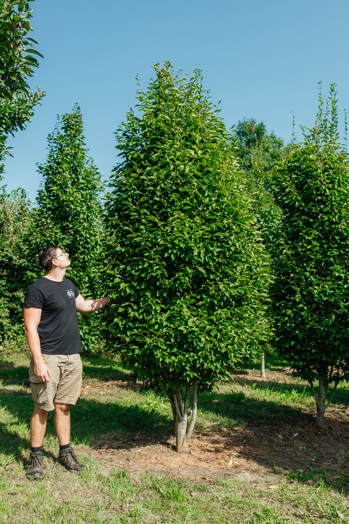 Carpinus betulus 'Fastigiata' - Fastigiate Hornbeam – New Wood Trees