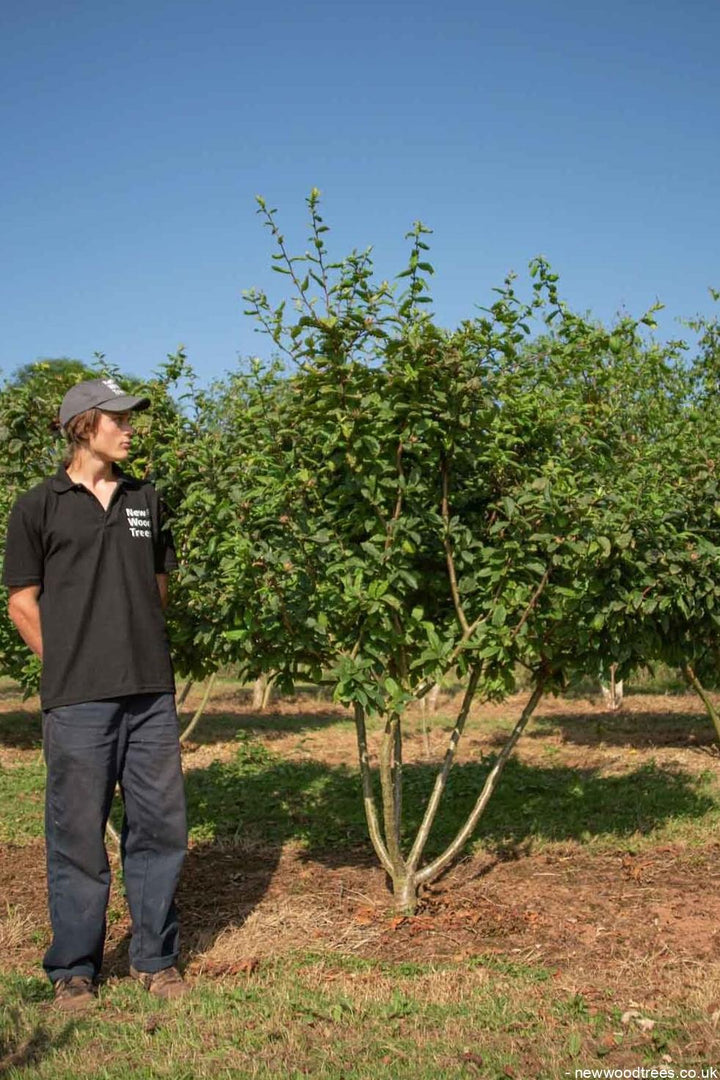 Mespilus germanica - Medlar – New Wood Trees