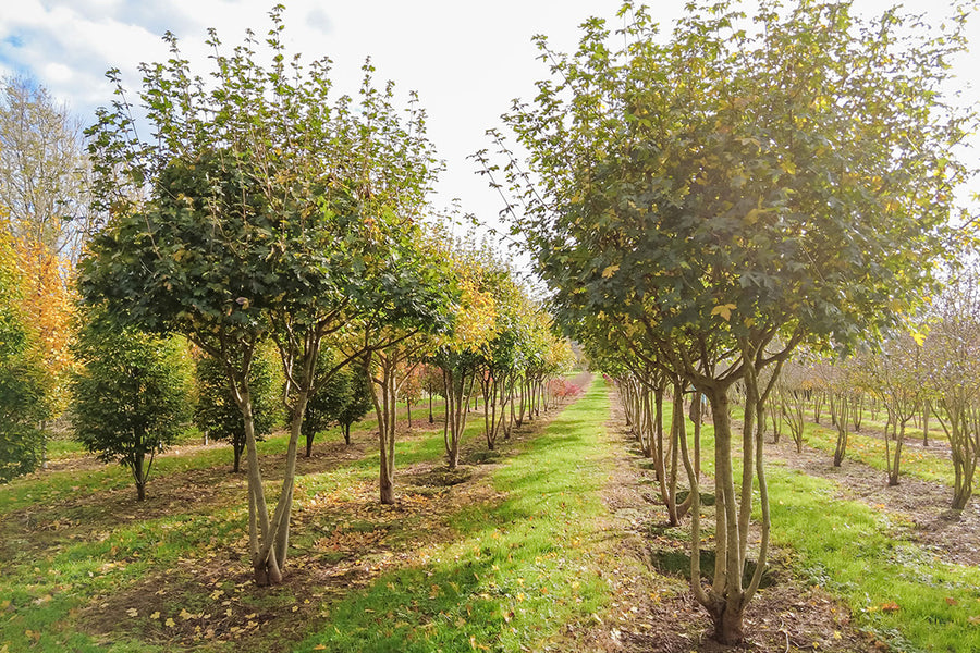 What We Do – New Wood Trees