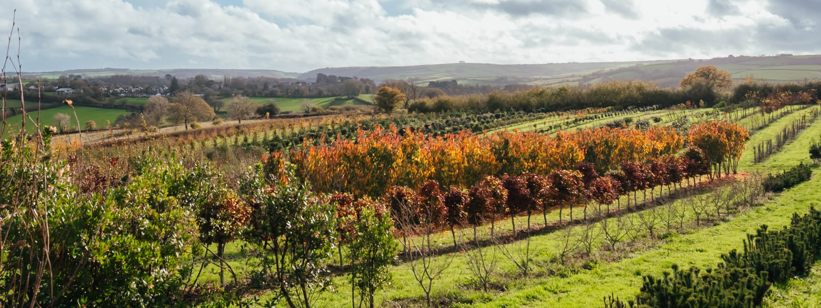 New Wood Trees - UK Grown Multi-stem Trees