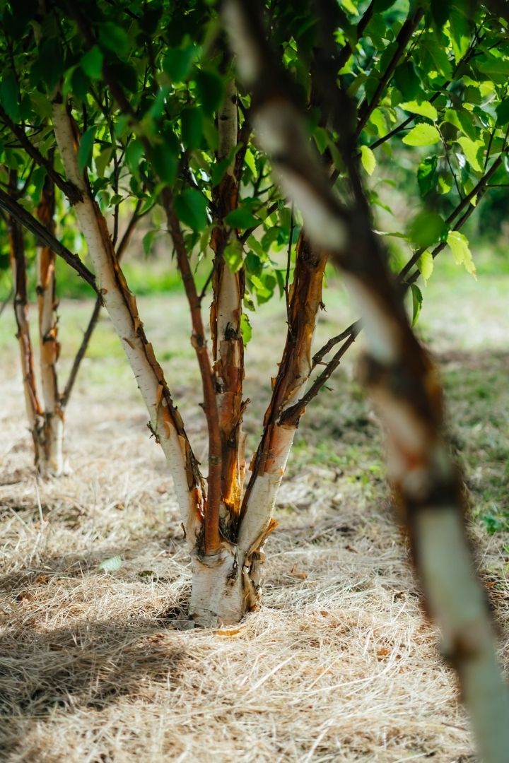 How and When to Pollard a Willow Tree – New Wood Trees