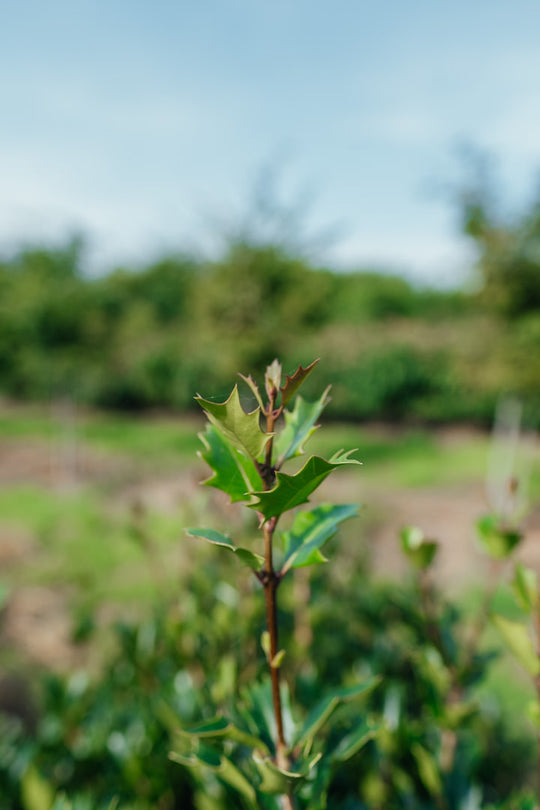 Osmanthus heterophyllus - Holly Osmanthus – New Wood Trees