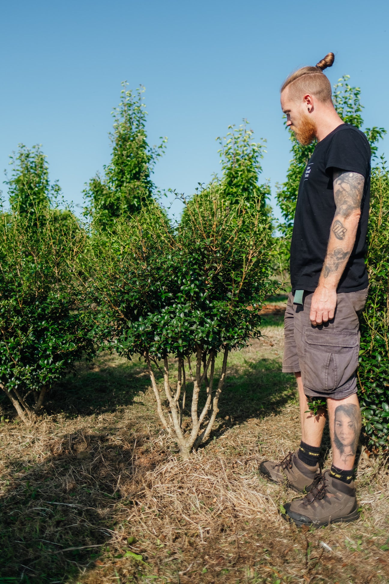 Osmanthus x burkwoodii - Burkwood Osmanthus – New Wood Trees