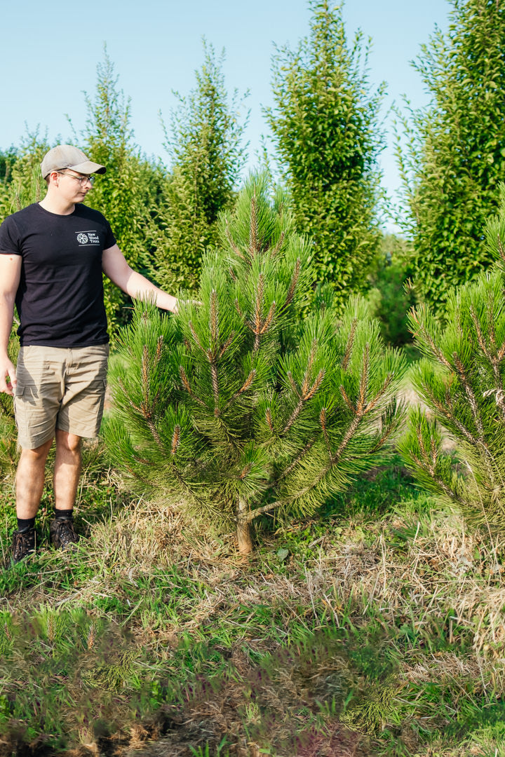 Pinus heldreichii - Heldreich Pine – New Wood Trees
