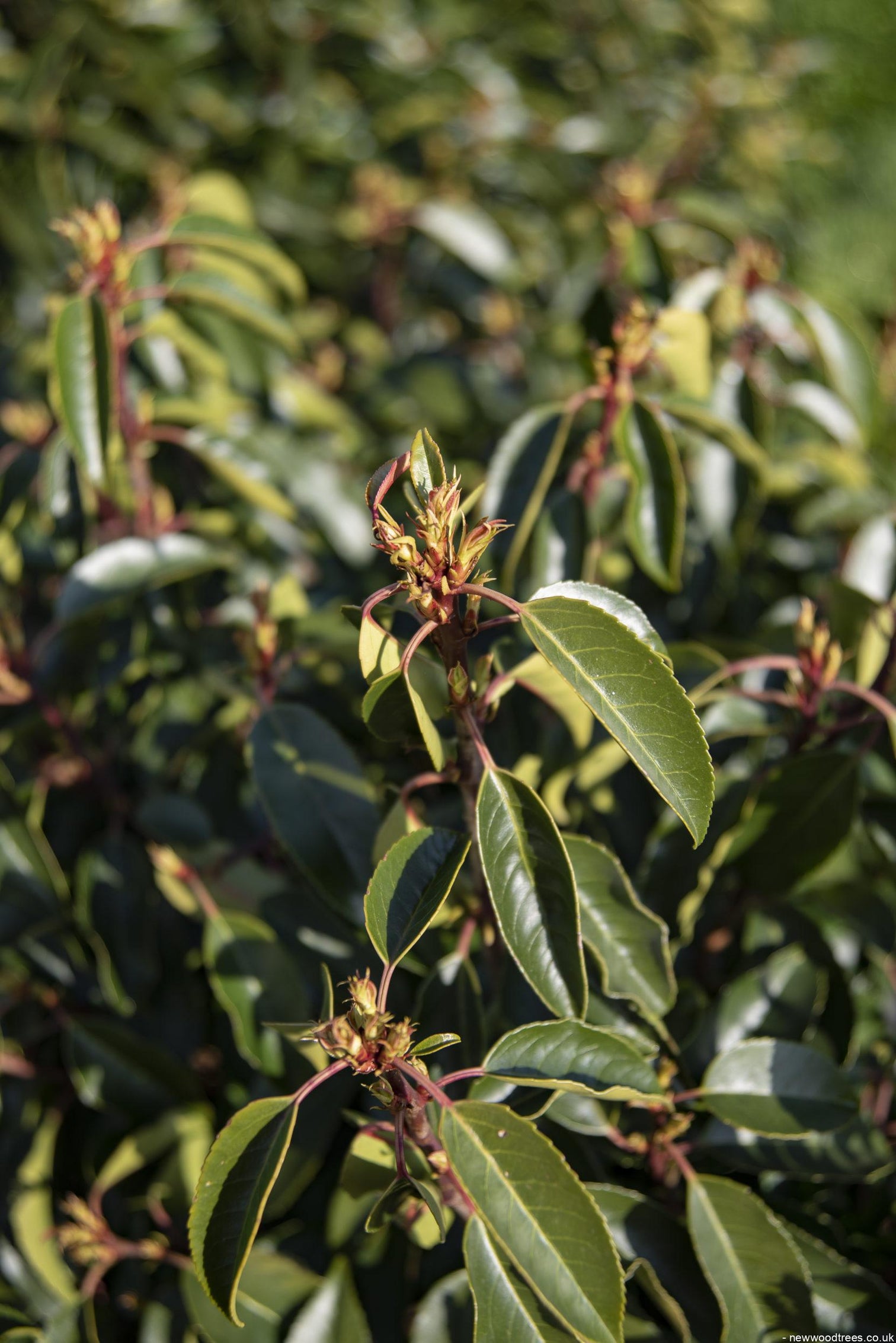 Prunus lusitanica - Portugese Laurel – New Wood Trees