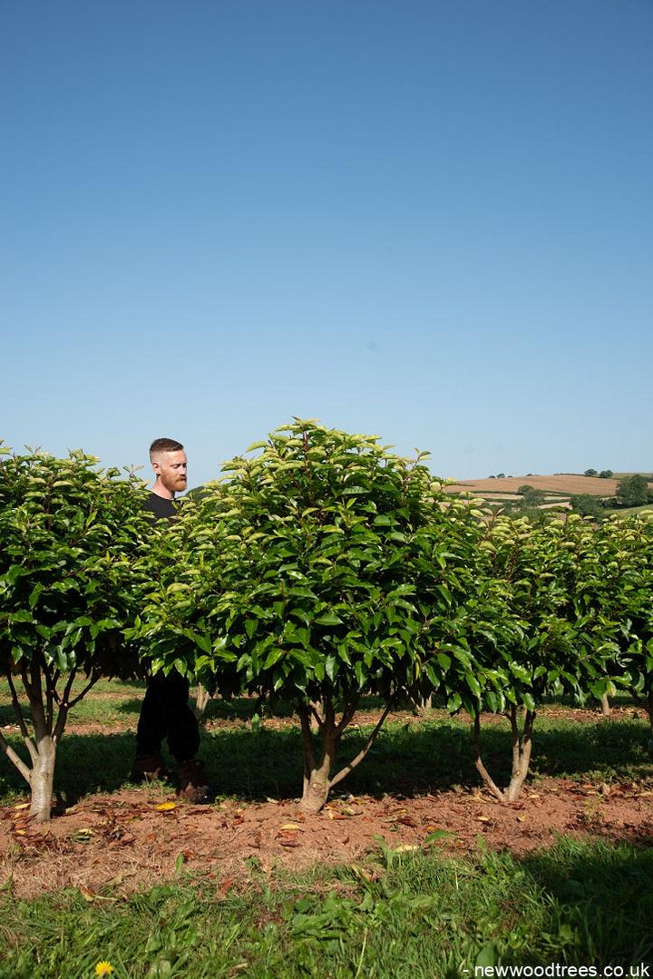 Prunus lusitanica - Portugese Laurel – New Wood Trees