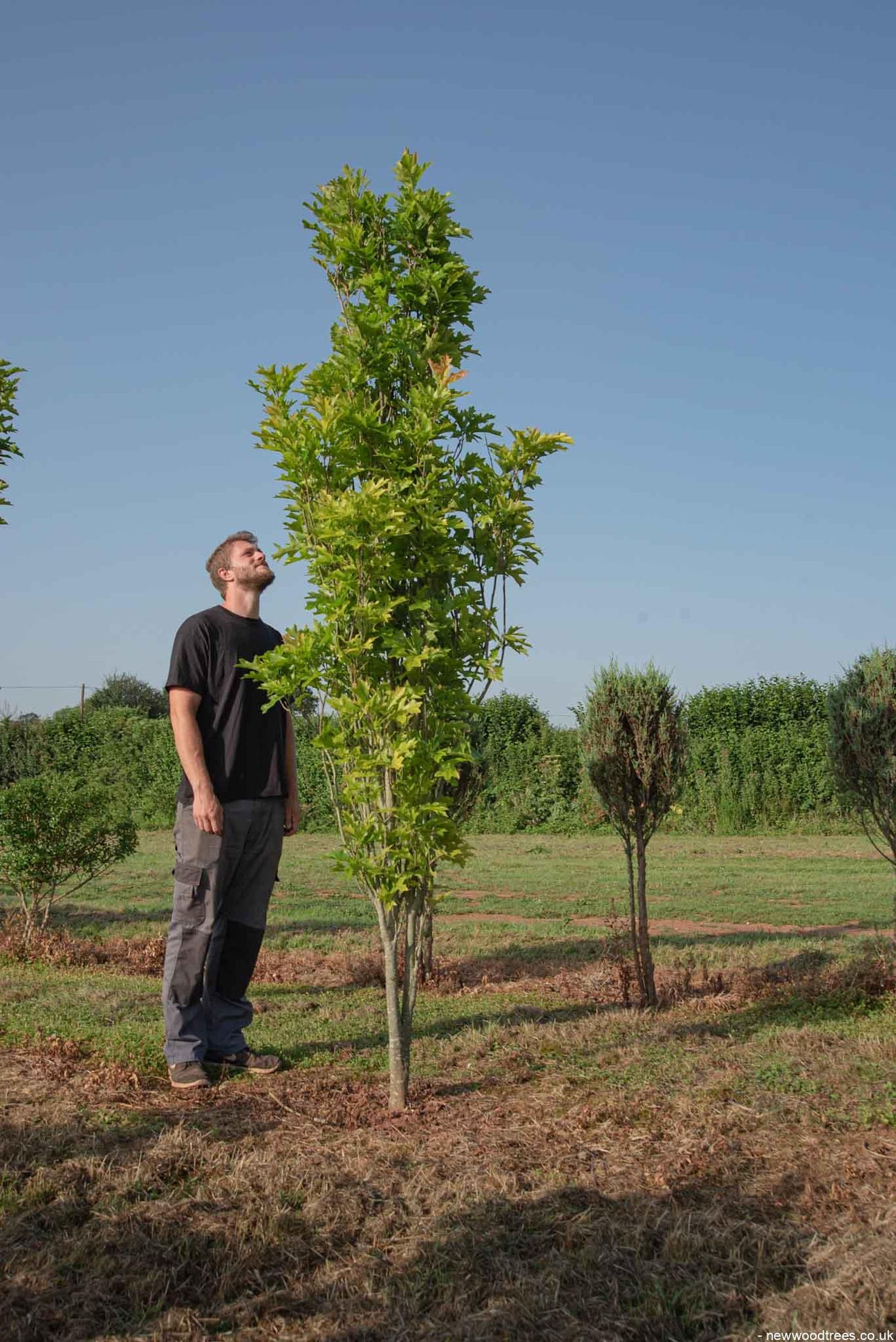 Quercus palustris 'Green Pillar' - Upright Pin Oak – New Wood Trees