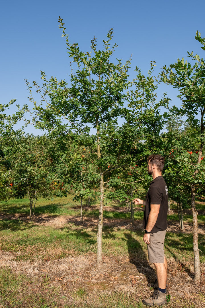 Quercus robur - English Oak – New Wood Trees
