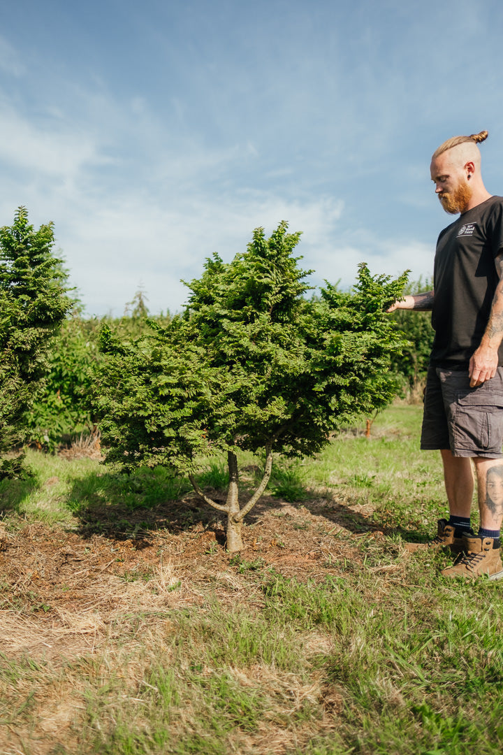 Ulmus minor 'Jacqueline Hillier' - Elm Jacqueline Hillier – New Wood Trees